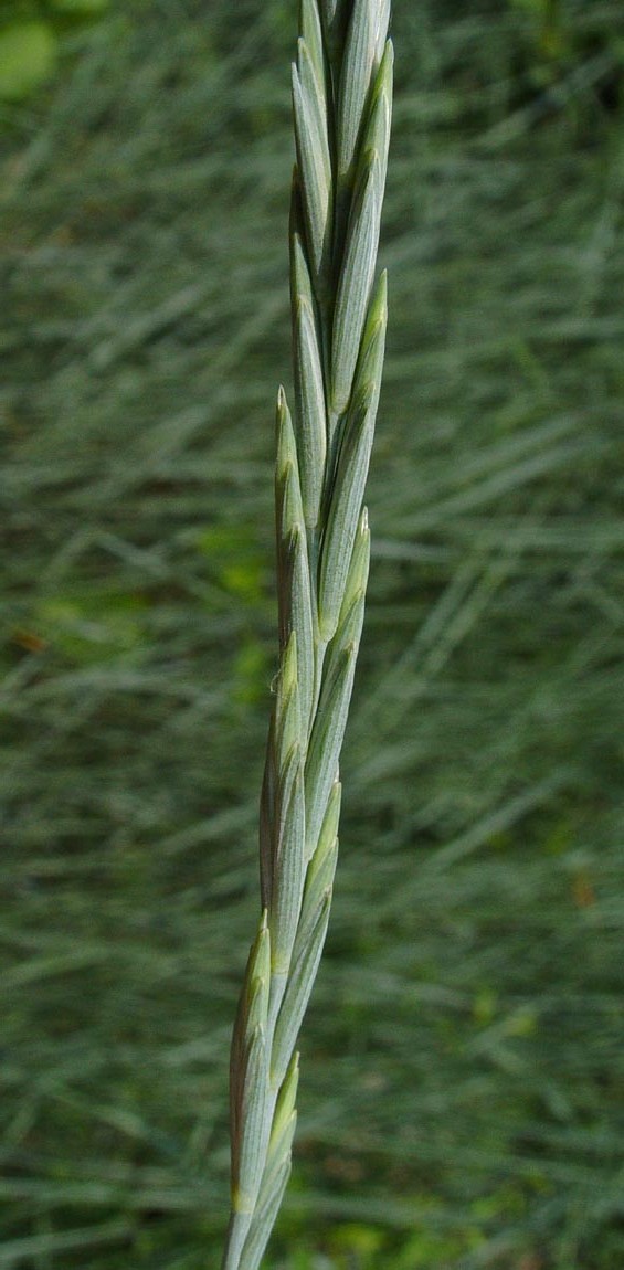 Elymus spitz