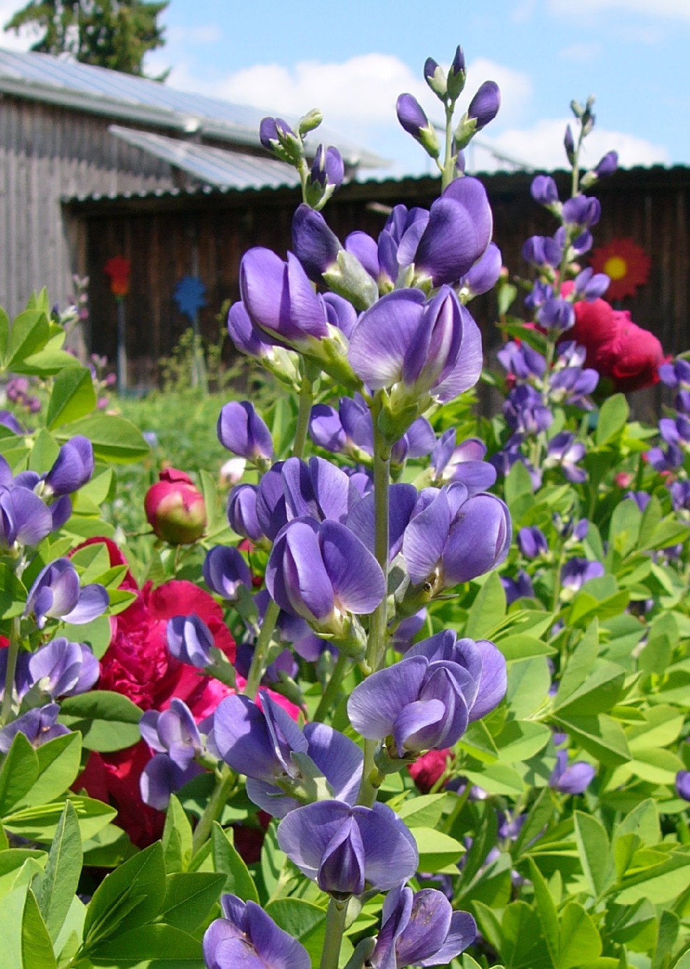 Baptisia